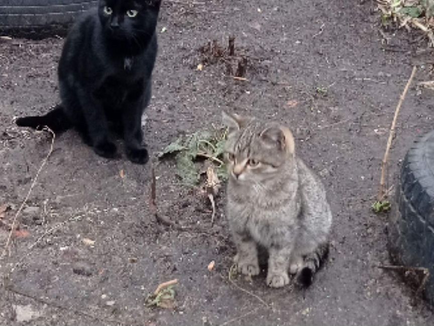 Котёнок в беде