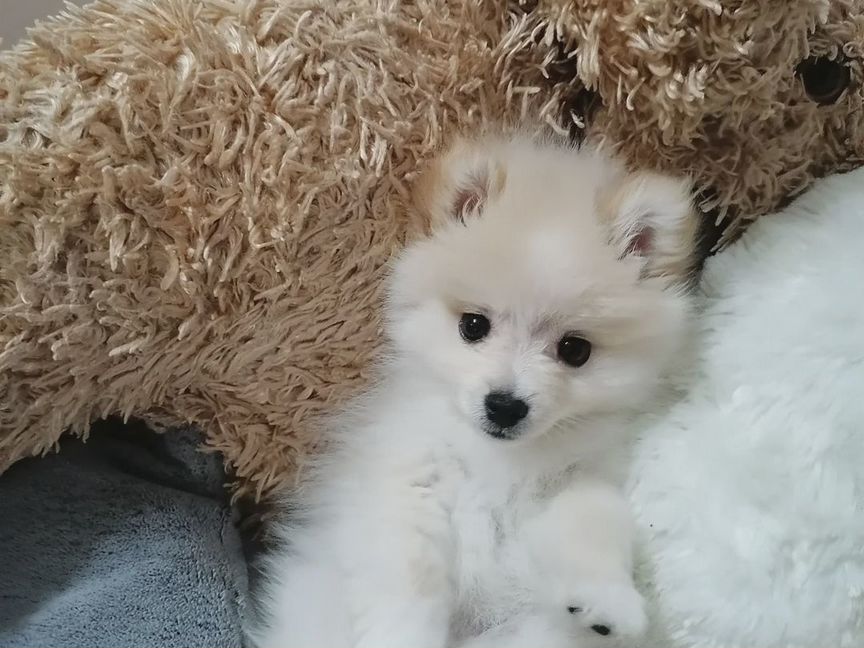 Продам шпица