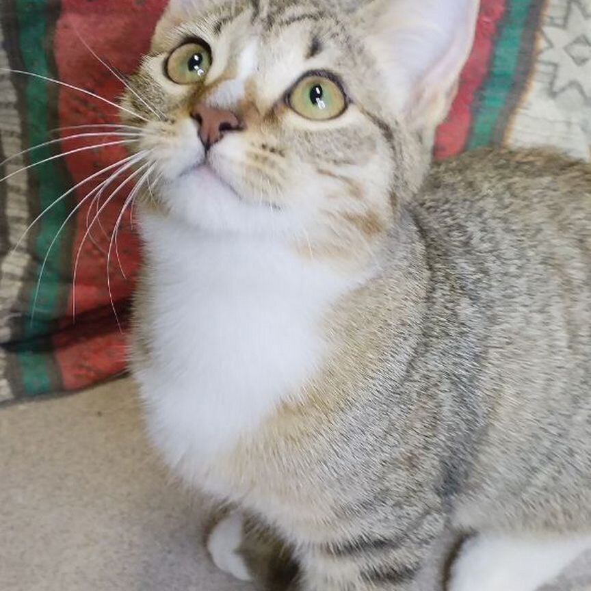 Котенок малышка