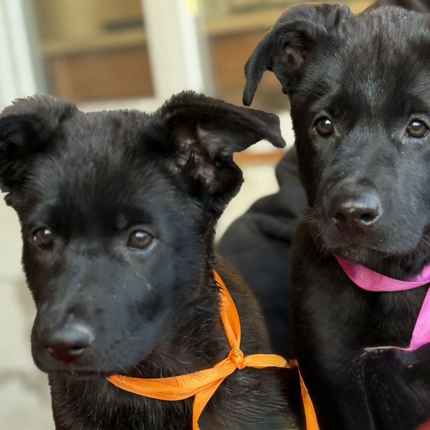 Восточноевропейская овчарка, щенок