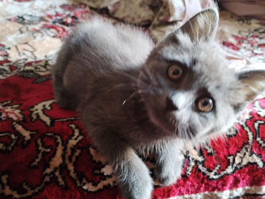 Серый котенок девочка, отдам в добрые руки