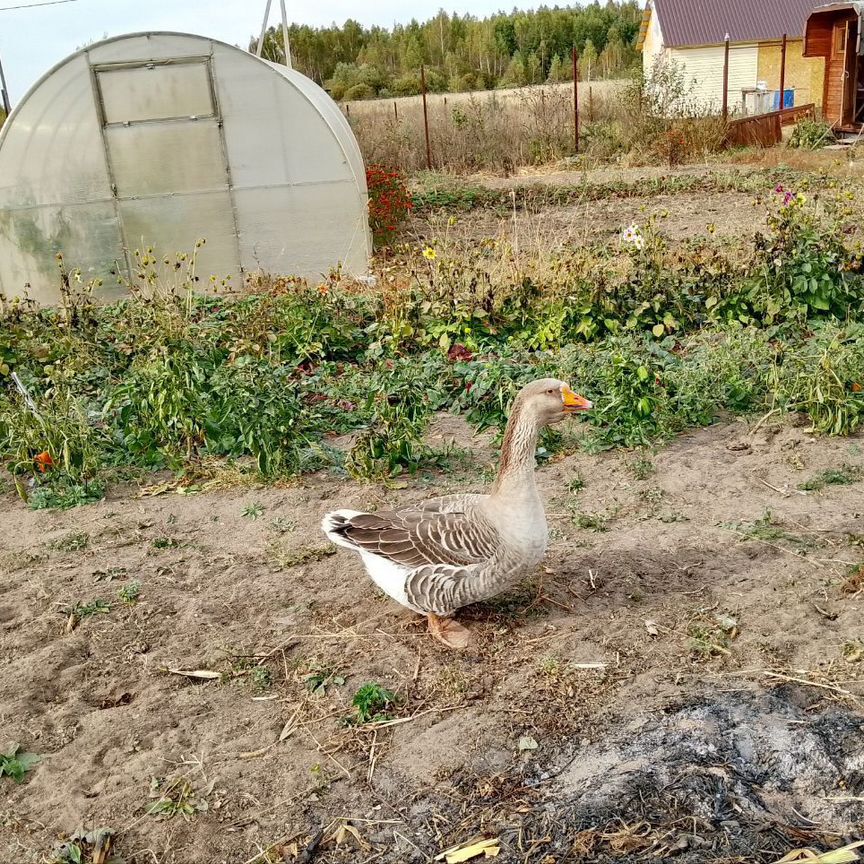 Продам гусака