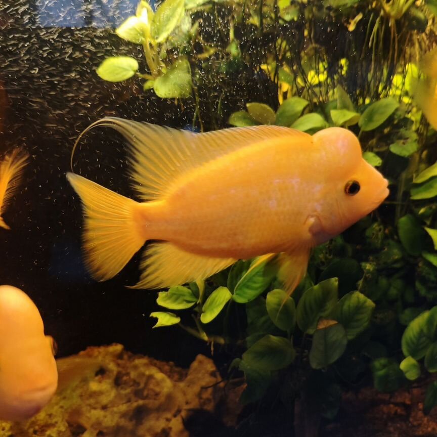 Цитроновая цихлазома