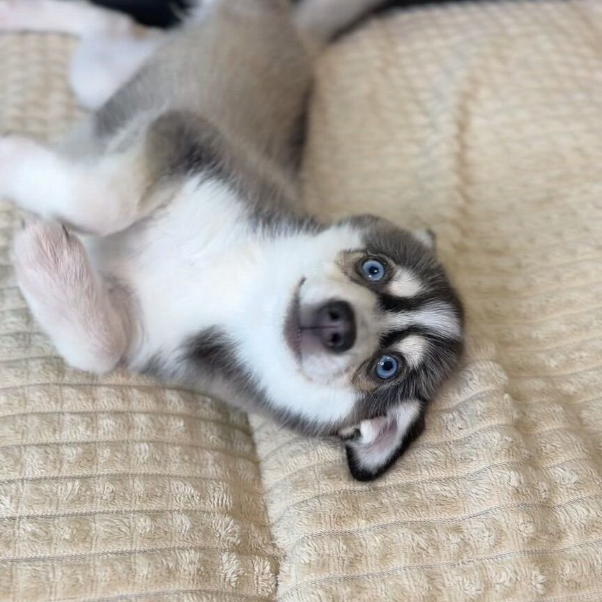 Девочка помски размер той