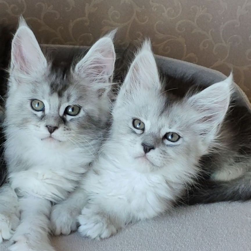Лучшие котята Мейн кун