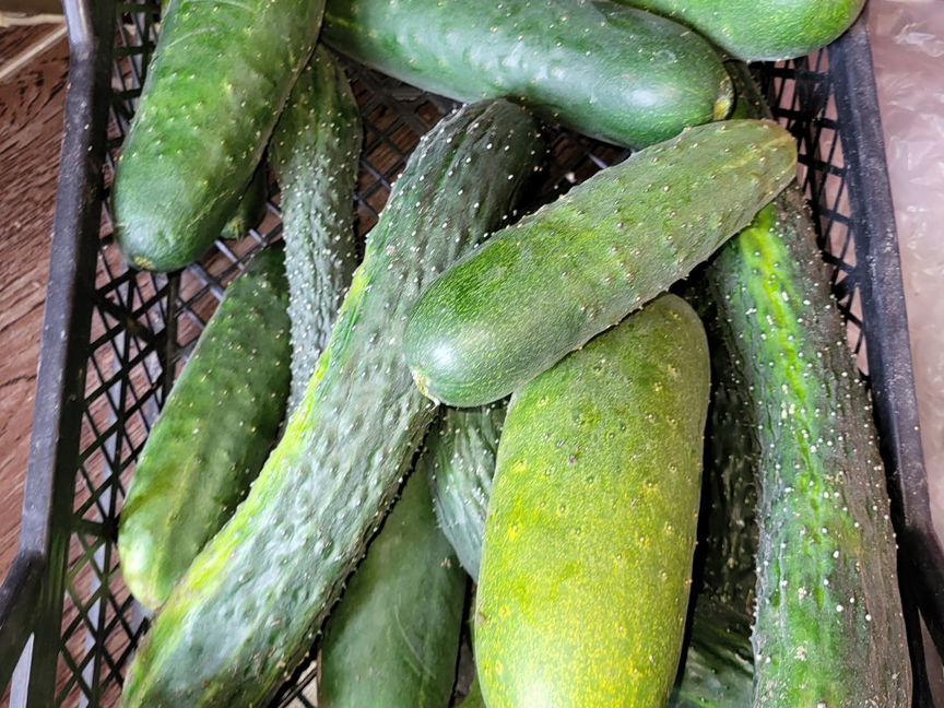 Огурцы свежие перерост