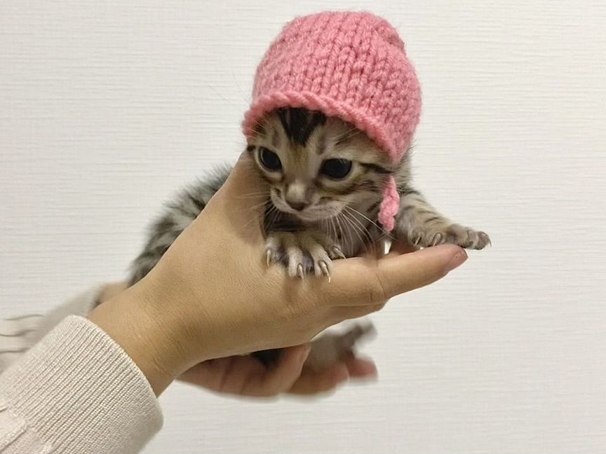 Бенгальские котята