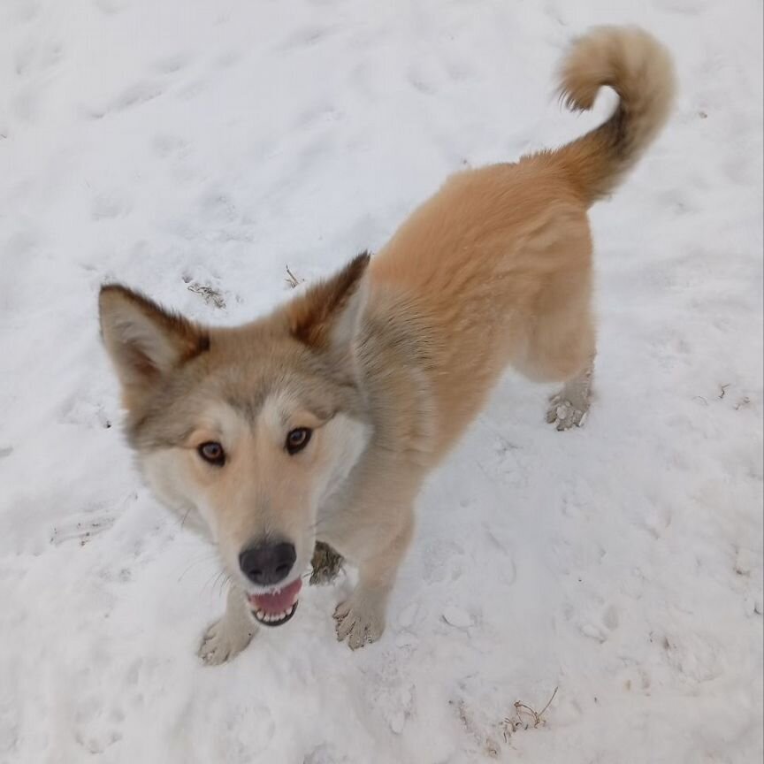 Сибирский хаски, взрослая собака