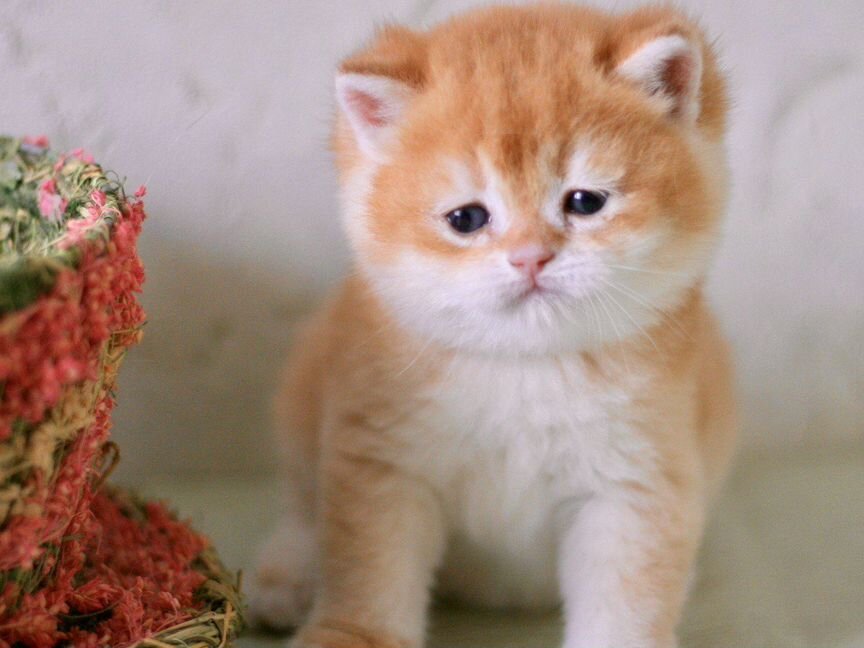 Котята золотая шиншилла by-12
