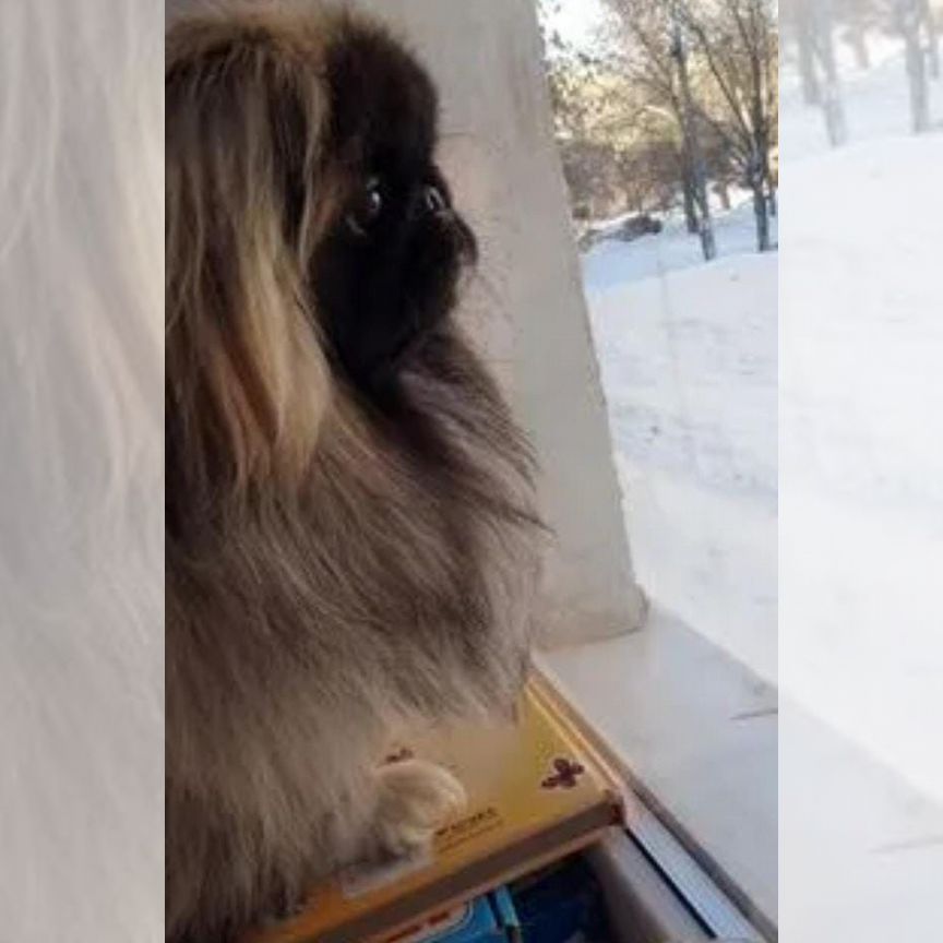 Вязка пекинес