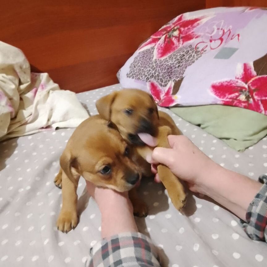 Собаки щенки бесплатно