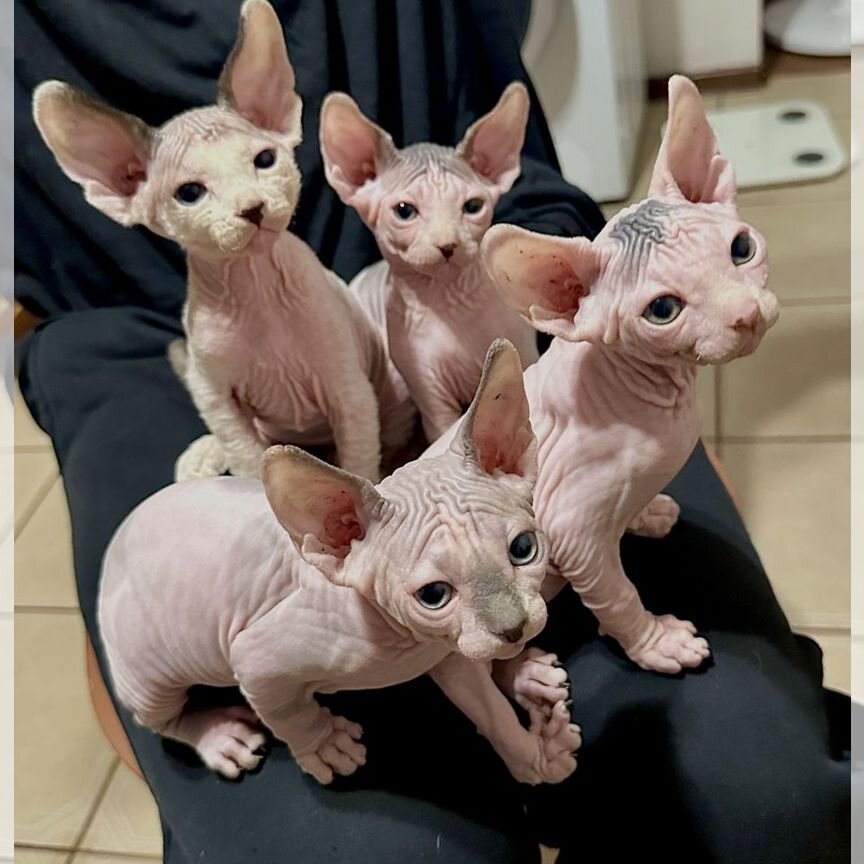 Канадский сфинкс котята