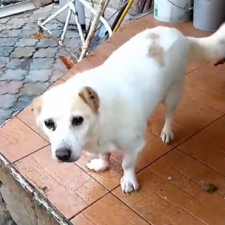 Ромик необходима помощь неравнодушных людей