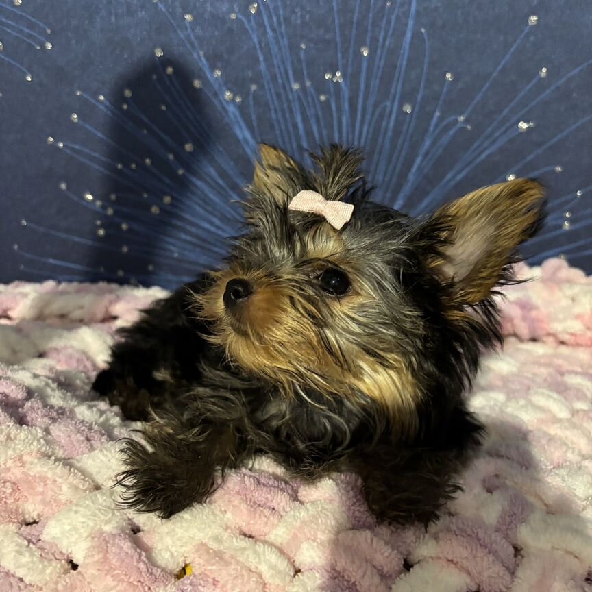 Йоркширский терьер