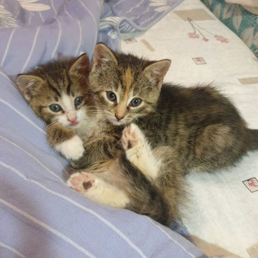 Котята в добрые руки 1,5 месяца
