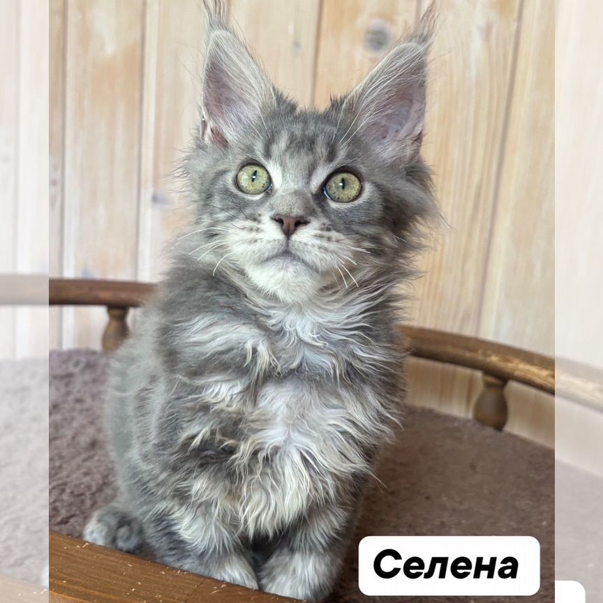 Мейн-кун котёнок
