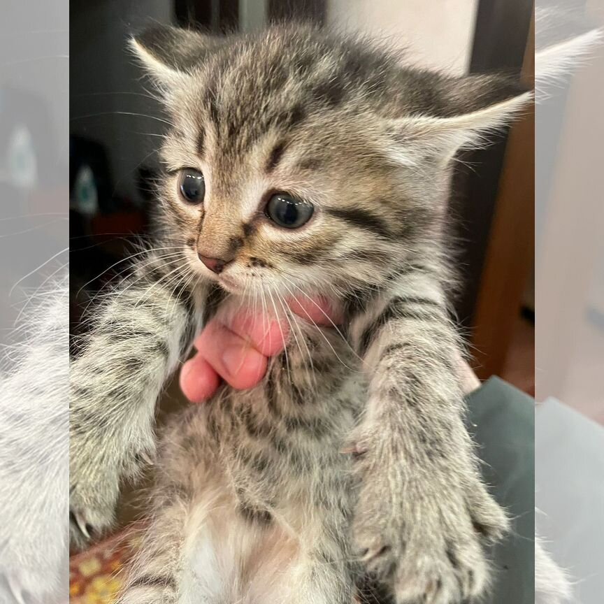 Котята ищут дом