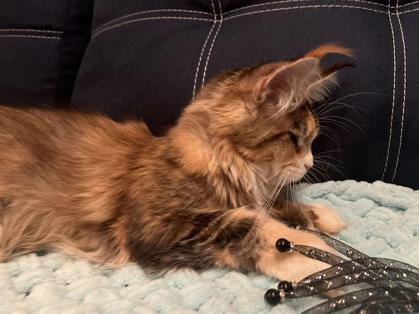 Мейн-кун полидакт 66/66