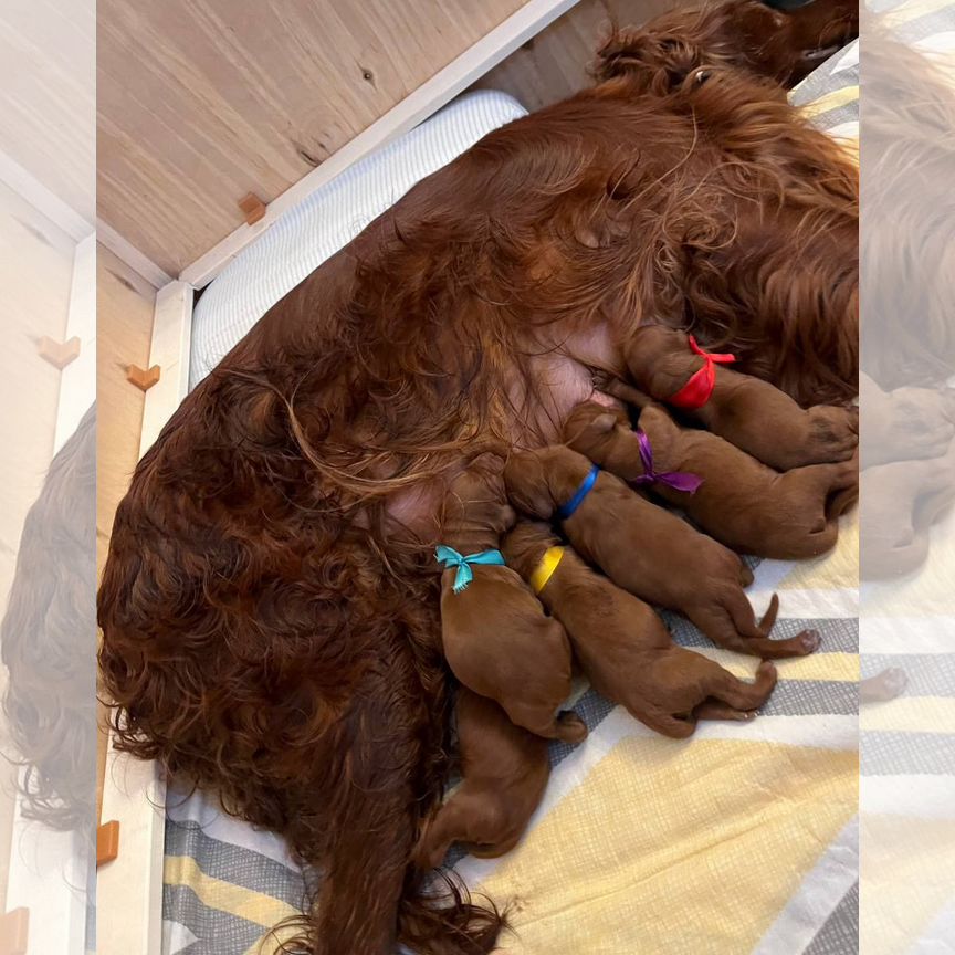 Ирландский сеттер, щенок