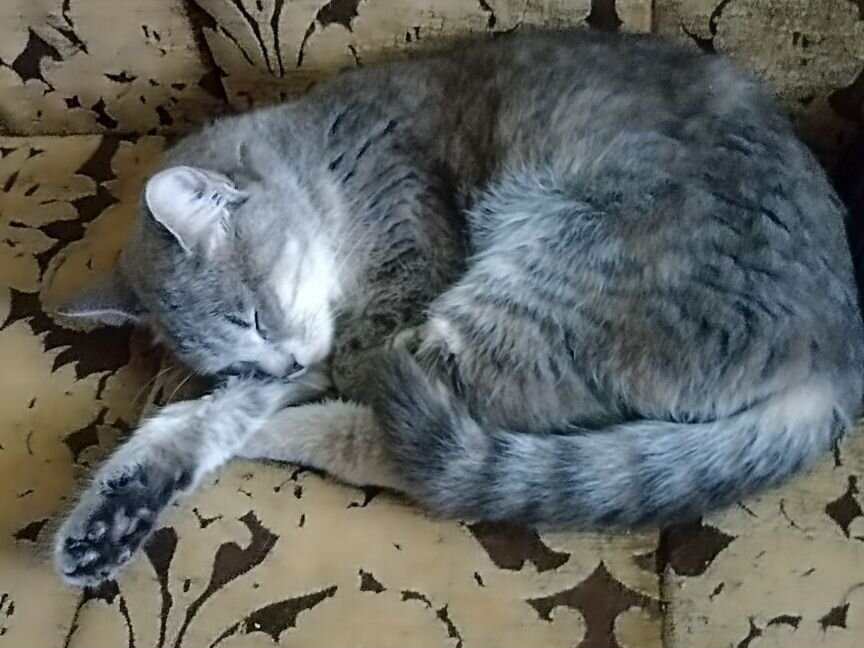 Кошки