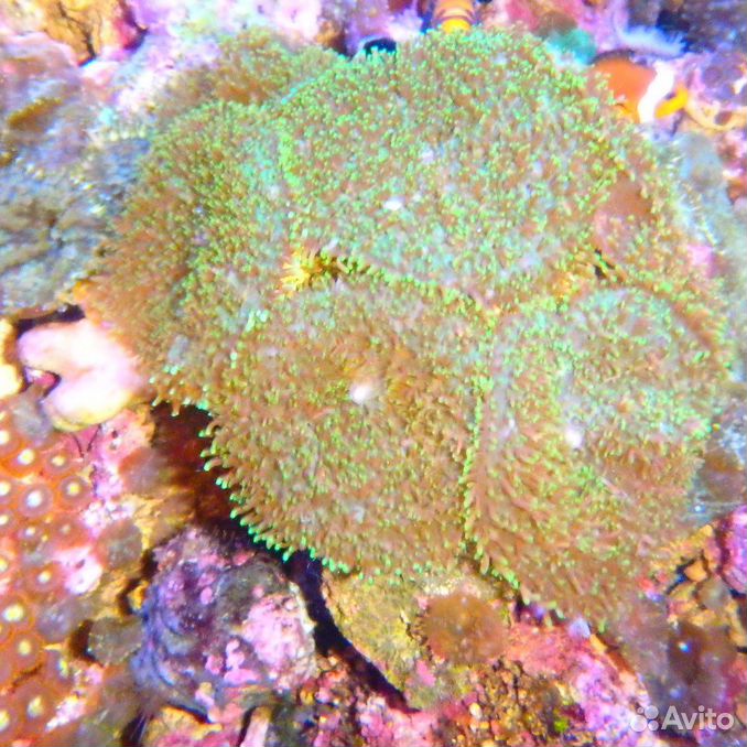 Родактис на живом камне