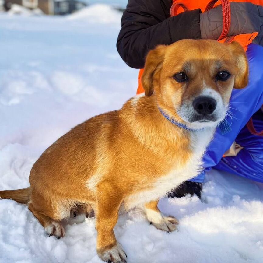 Взрослая собака в добрые руки