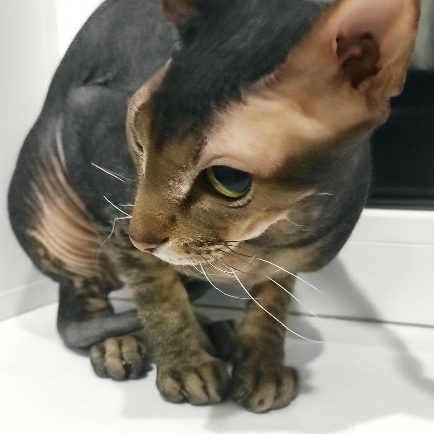 Канадский сфинкс браш