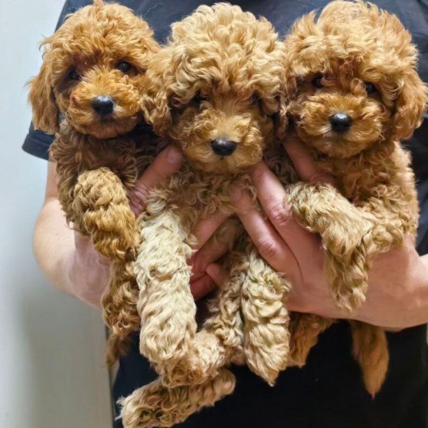 Той-пудель, щенок