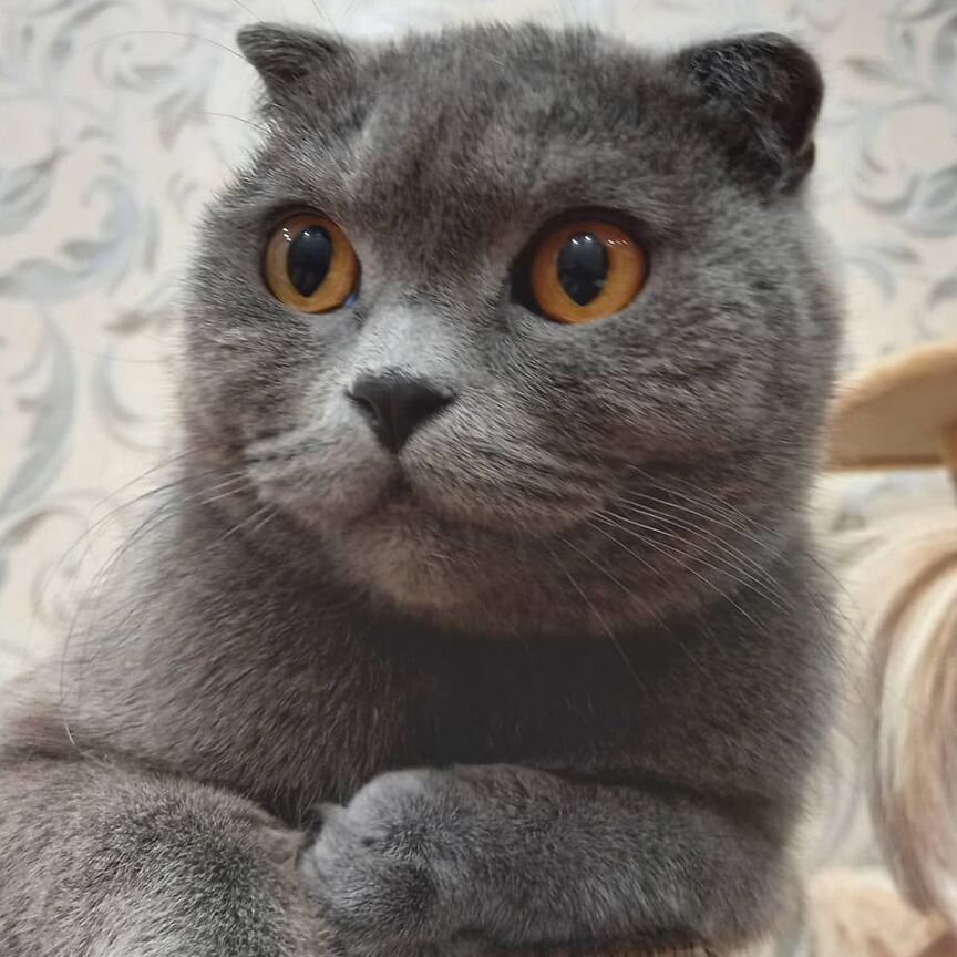 Шотландская вислоухая короткошерстная