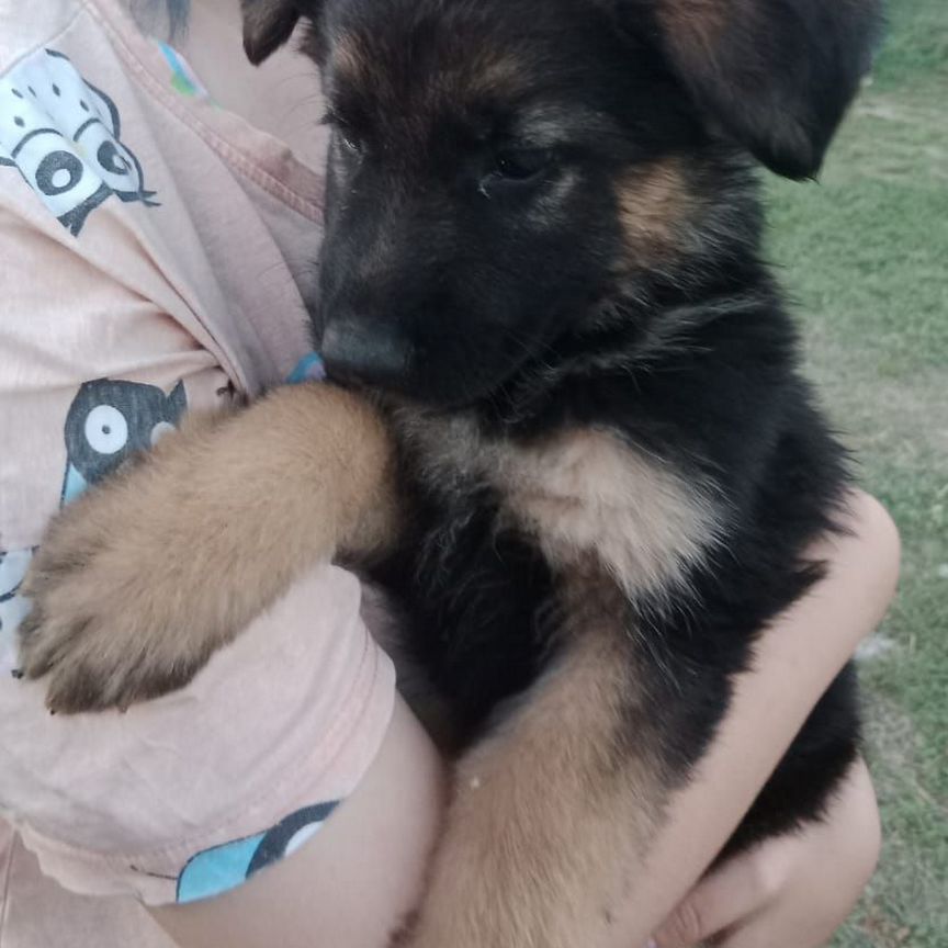 Щенки немецкой овчарки