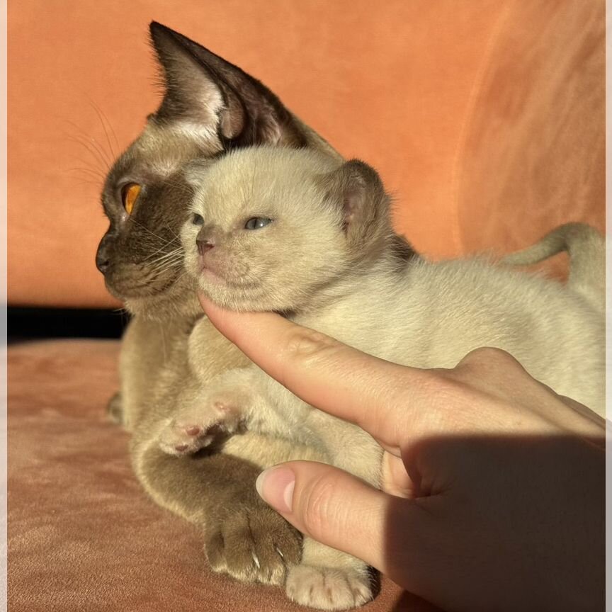 Европейский бурманский котёнок