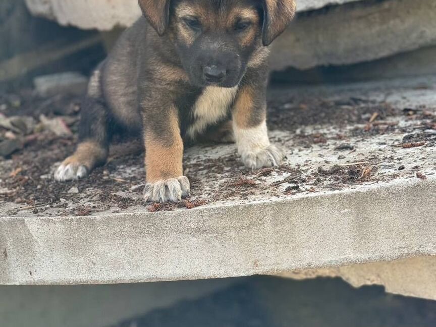 Щенок девочка 1,5 месяца