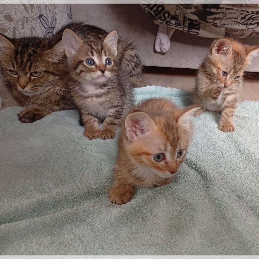 Сибирские котята в добрые руки бесплатно