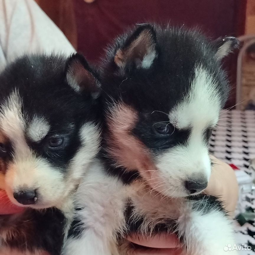 Сибирский хаски