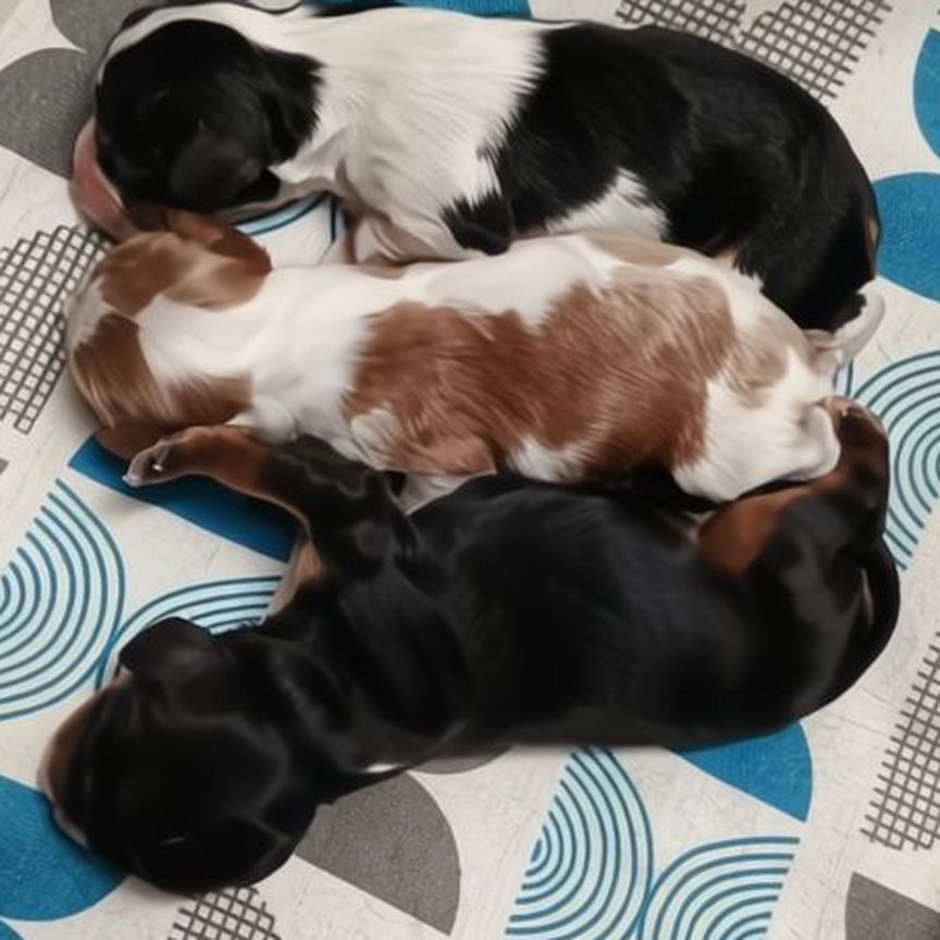 Кавалер кинг-чарльз-спаниель, щенок