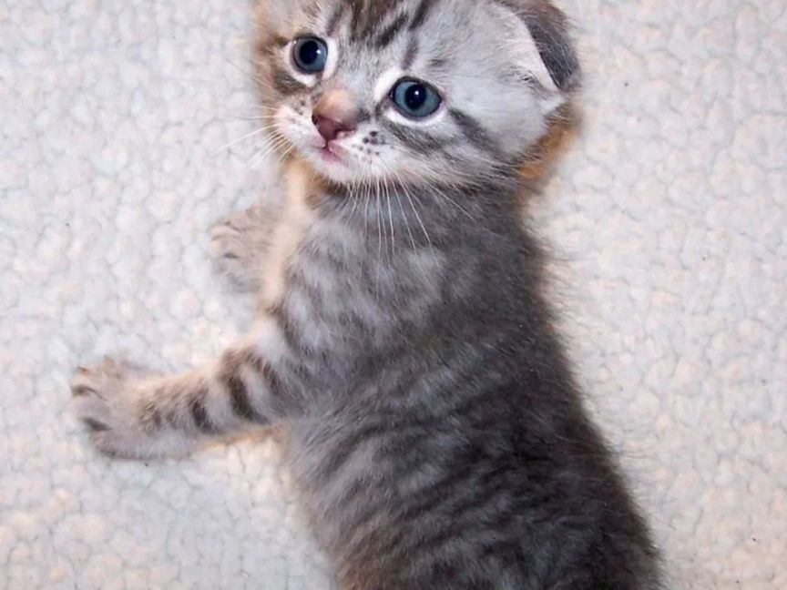 Вискас киски