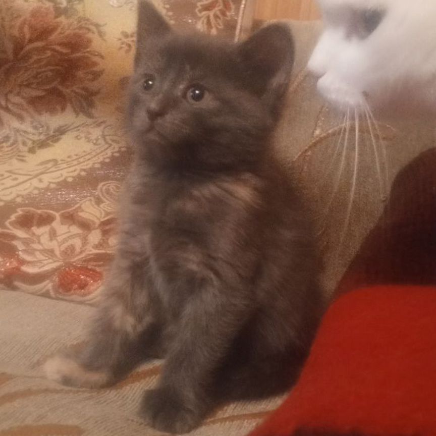 Котята в добрые руки бесплатно девочка