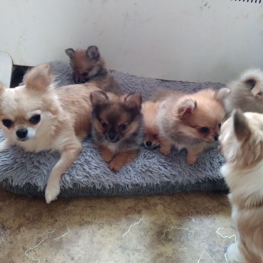 Чихуахуа, щенок