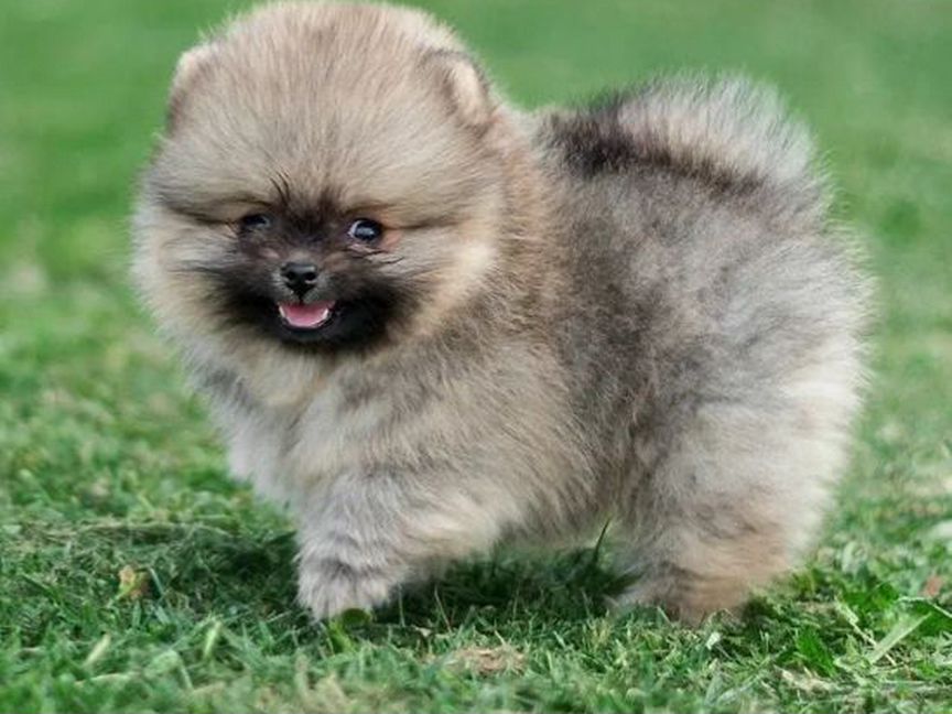 Супер мини шпиц