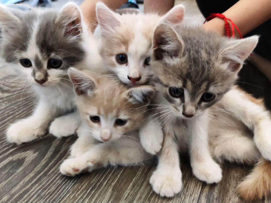 Котята в добрые руки бесплатно возраст 2 месяца