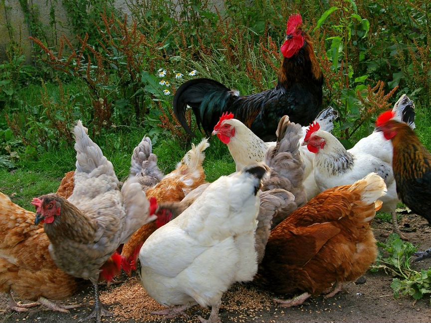 Куры молодки и несушки