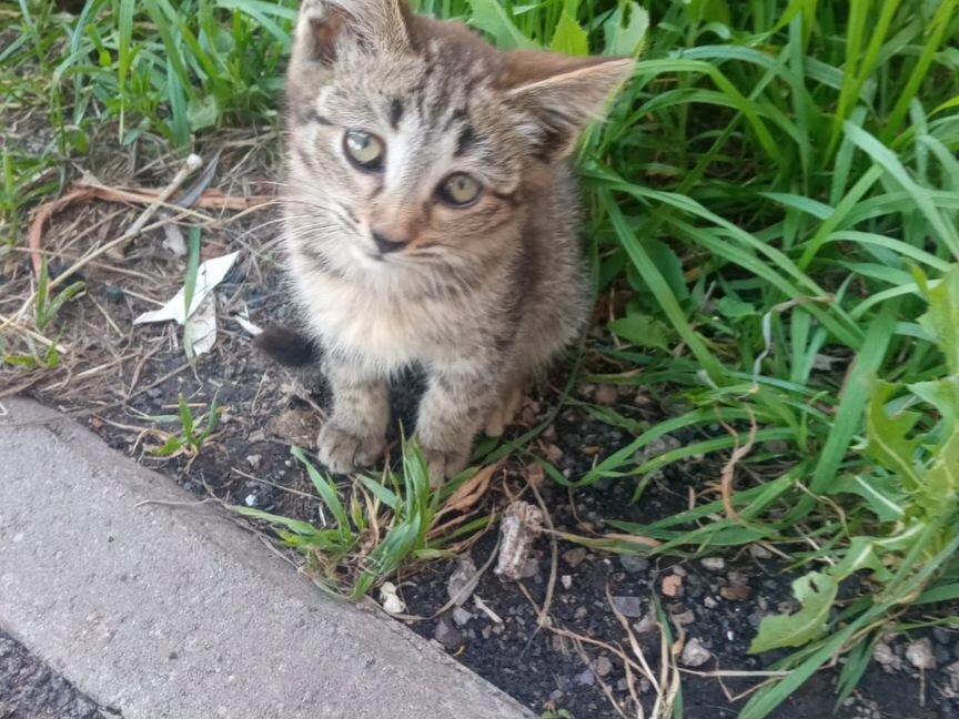 Кошечка ищет домик