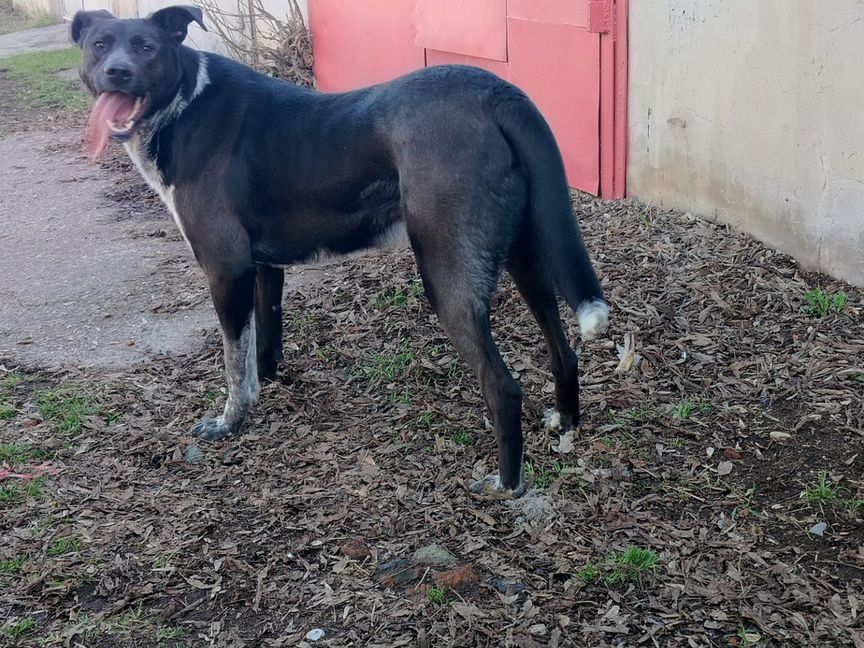 В добрые руки