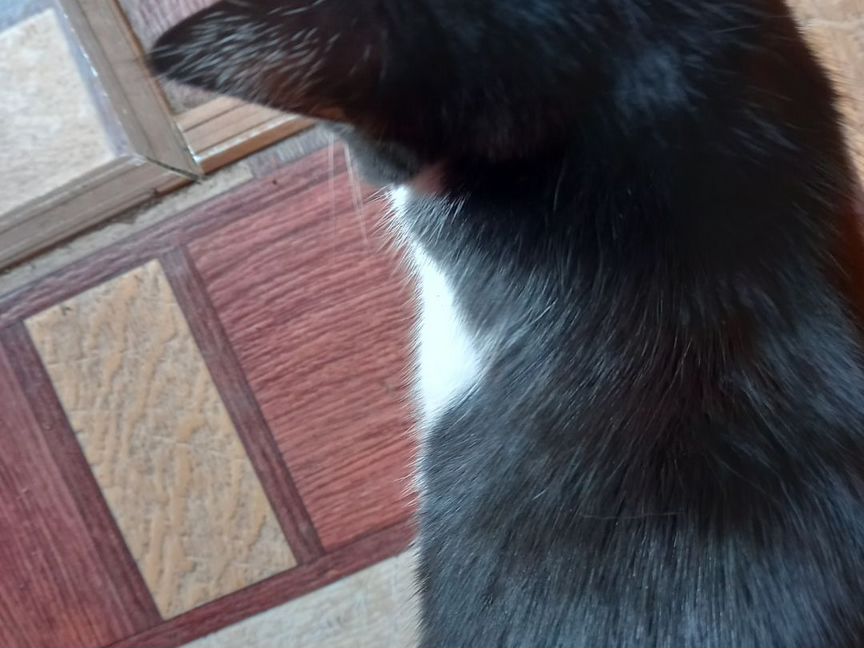 Мусенька- пусенька