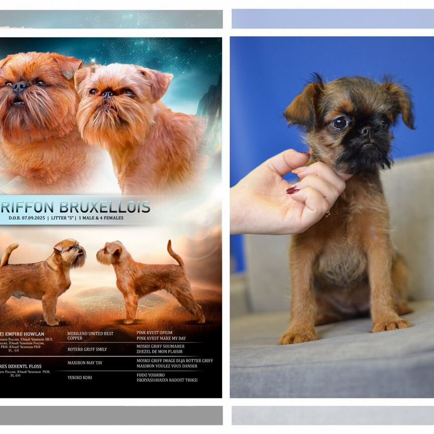 Брюссельский гриффон, щенок