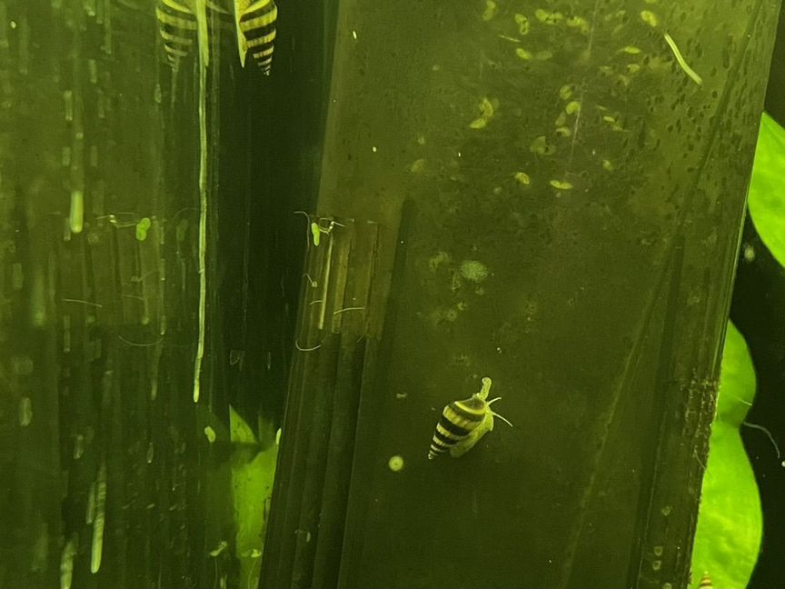 Улитки аквариумные