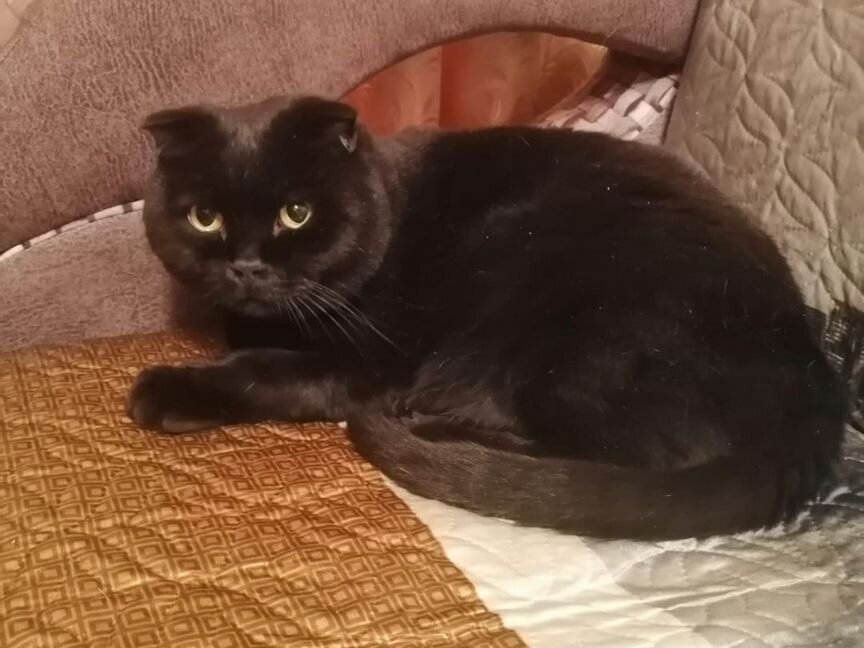 Кот Лемур (британец) в добрые руки