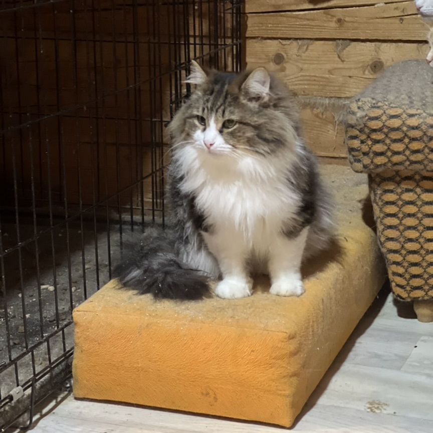 Красивый котик со сломанной лапкой