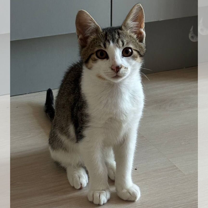 Котёнок в добрые руки