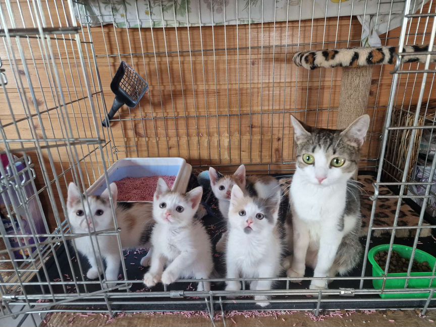 Трецветные котята и кошка ищут дом. Доставка